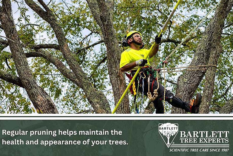 Bartlett Tree Experts