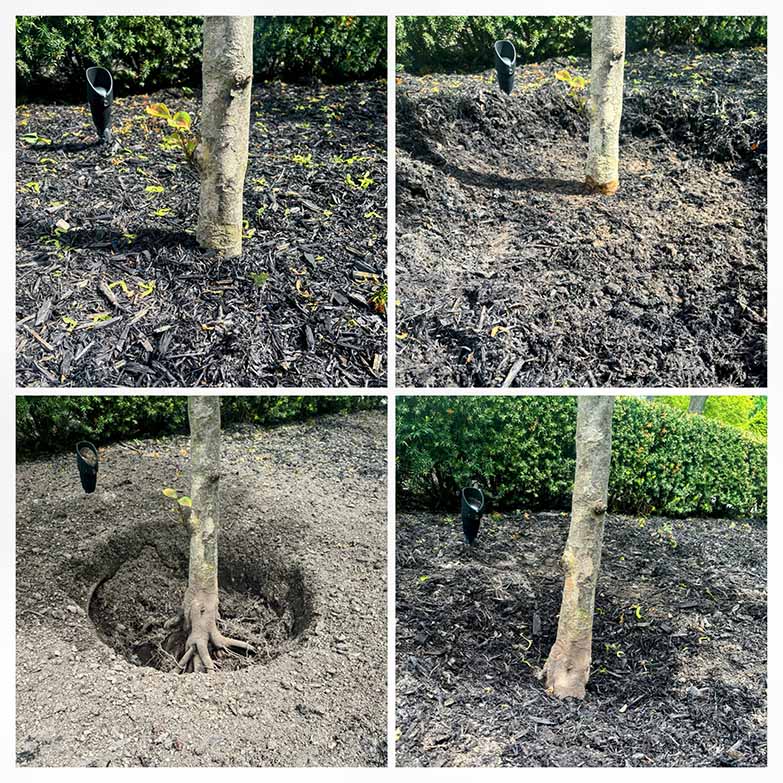 Bartlett Tree Experts