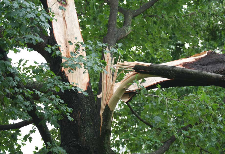 Bartlett Tree Experts