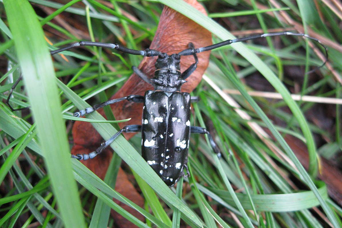 Asian Longhorn Beetle Asian Longhorned Beetle | Agriculture And Food