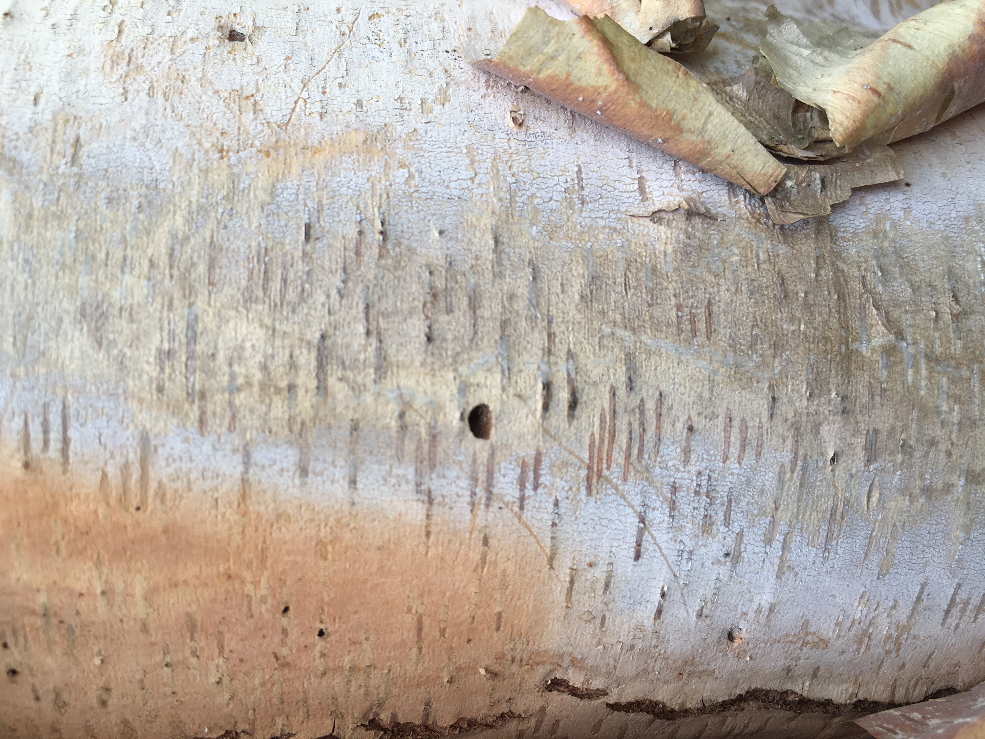 Bronze Birch Borer | Resources | Bartlett Tree Experts