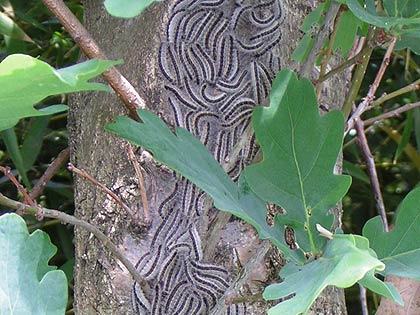 Oak Processionary Moth | Resources | Bartlett Tree Experts