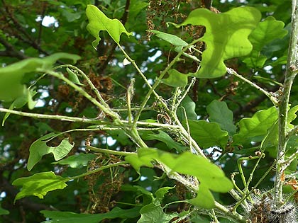 Oak Processionary Moth | Resources | Bartlett Tree Experts