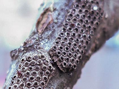 Oak Processionary Moth | Resources | Bartlett Tree Experts
