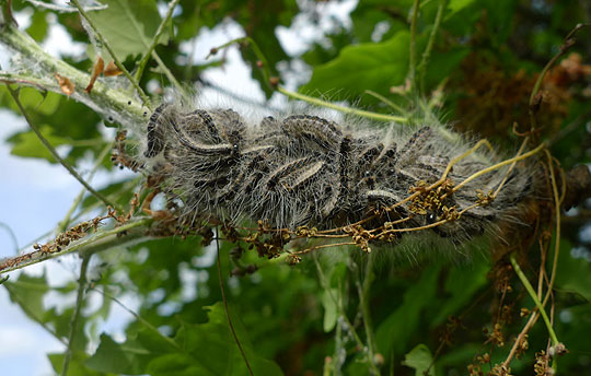Oak Processionary Moth | Resources | Bartlett Tree Experts