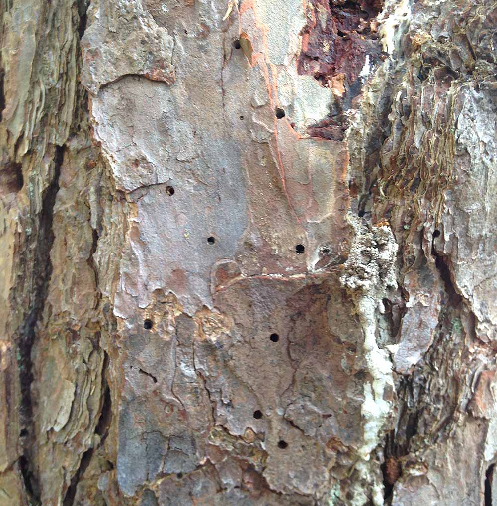 Bartlett Tree Experts