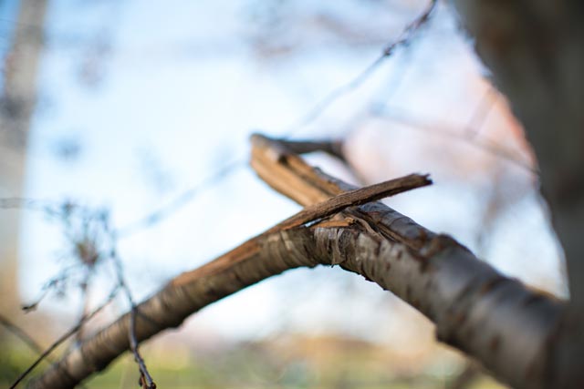 Bartlett Tree Experts: Storm Damage