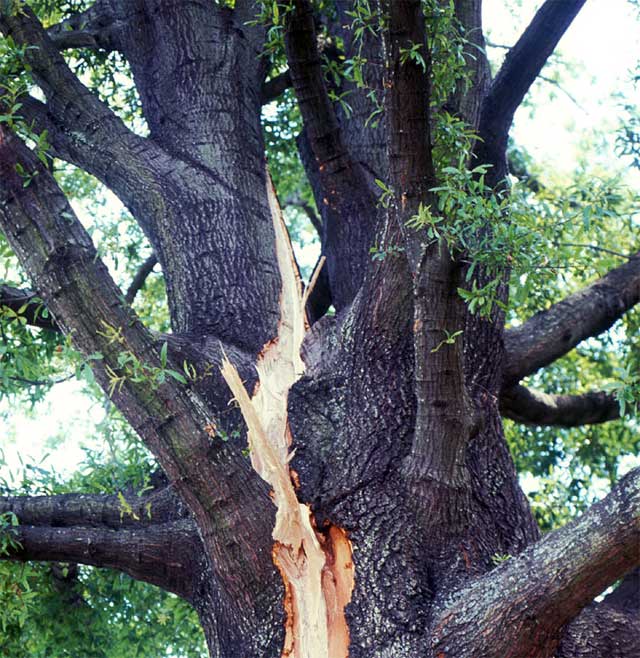 Bartlett Tree Experts