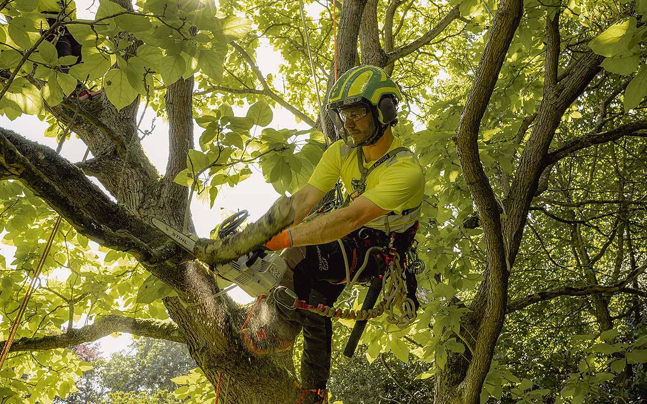 Bartlett Tree Experts