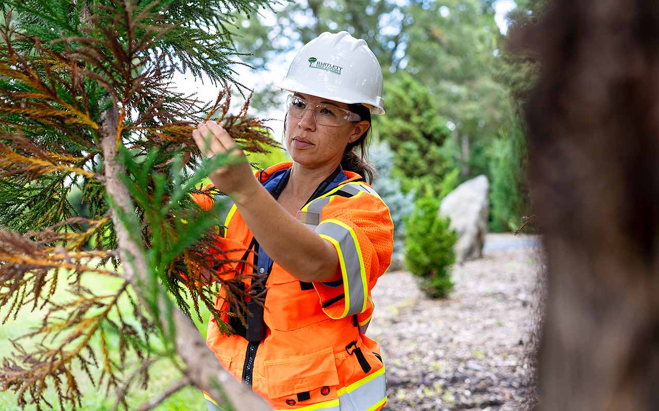 Bartlett Tree Experts