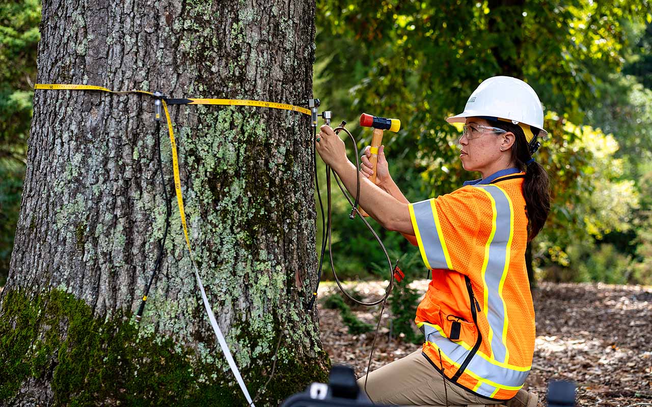 Bartlett Tree Experts