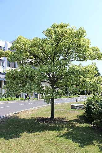 Bartlett Tree Experts