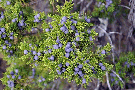 Bartlett Tree Experts