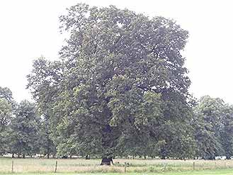 Bartlett Tree Experts