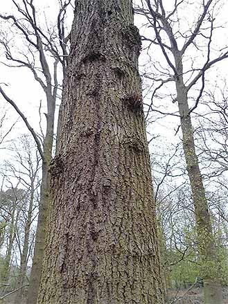 Bartlett Tree Experts: English Oak